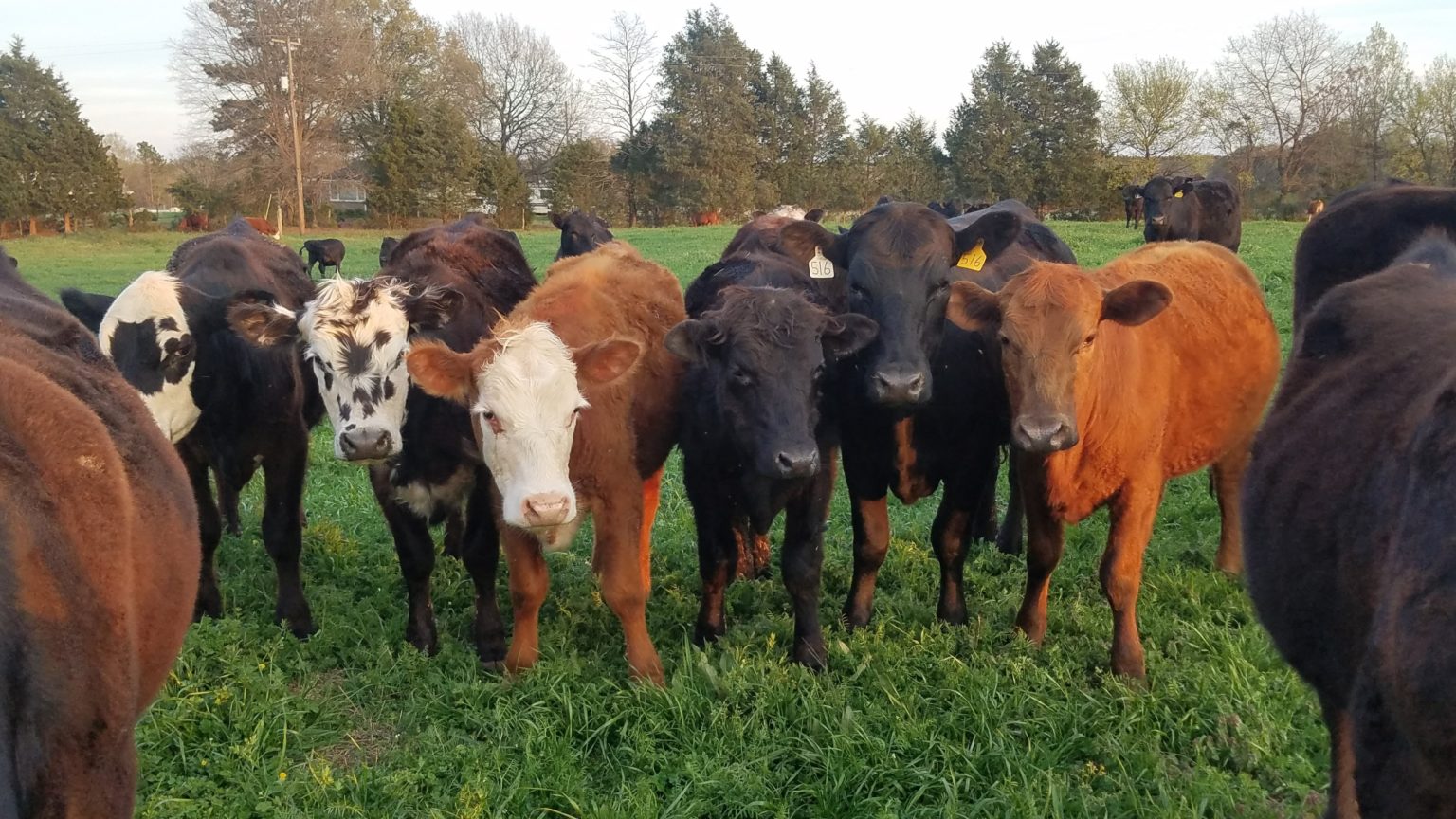 Watson Farms