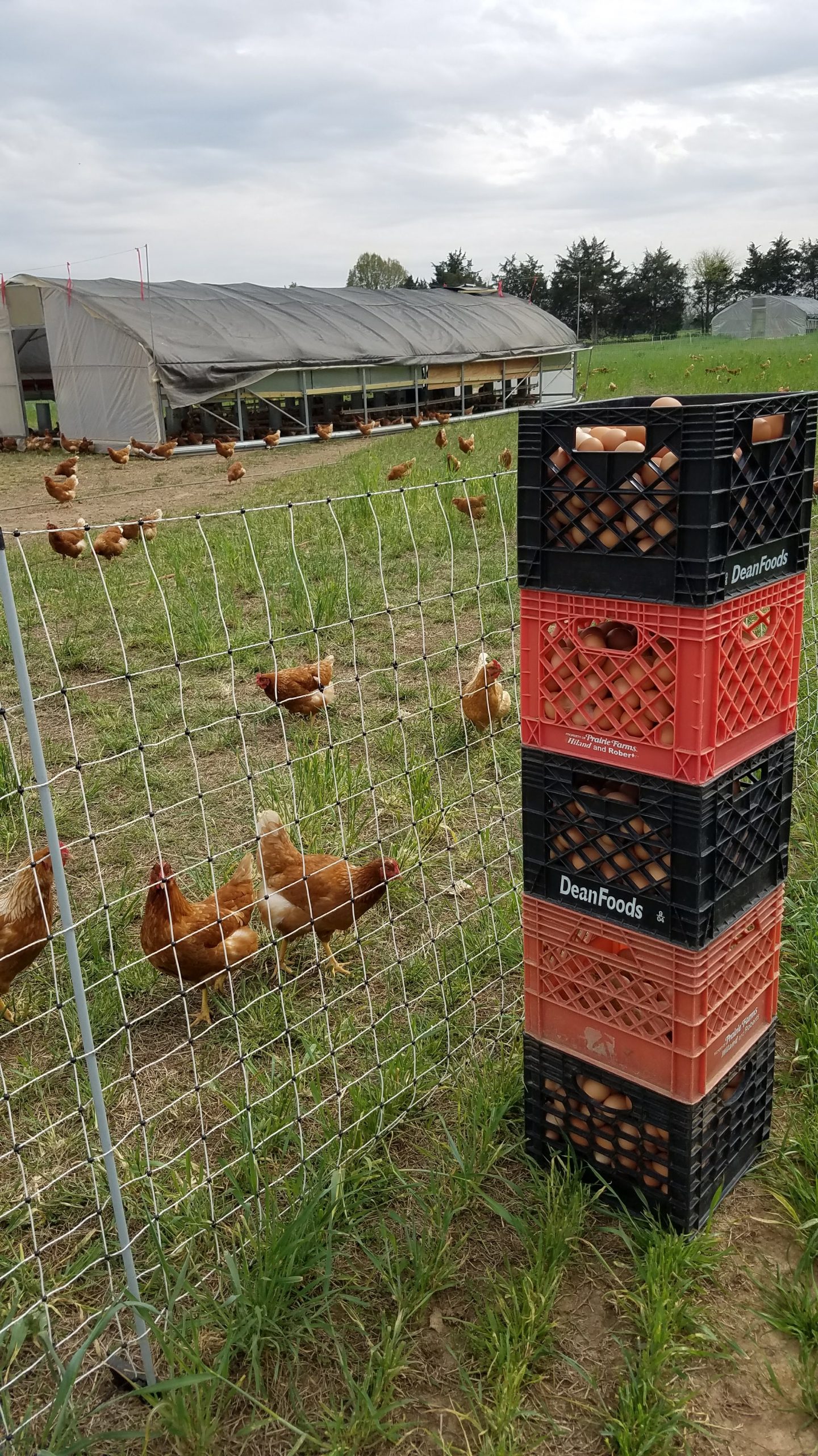 Our Chickens – Watson Farms