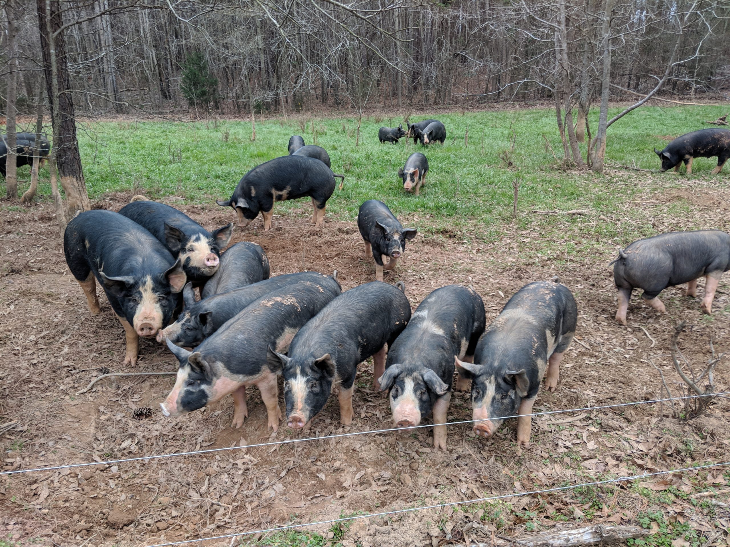 What We’re About – Watson Farms