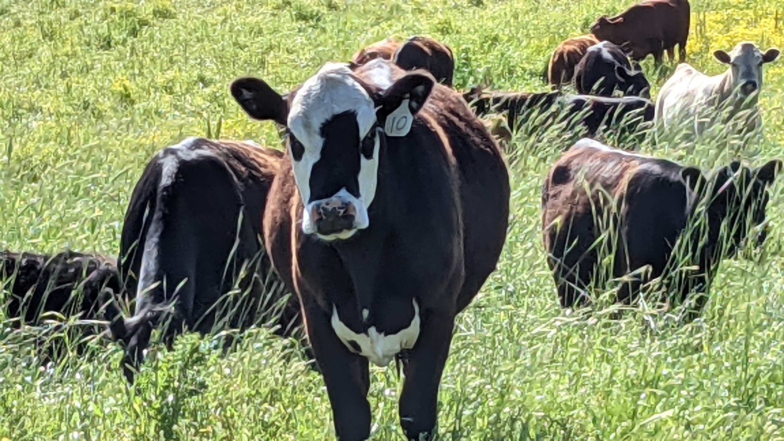 Pasture Posts #234 – Watson Farms