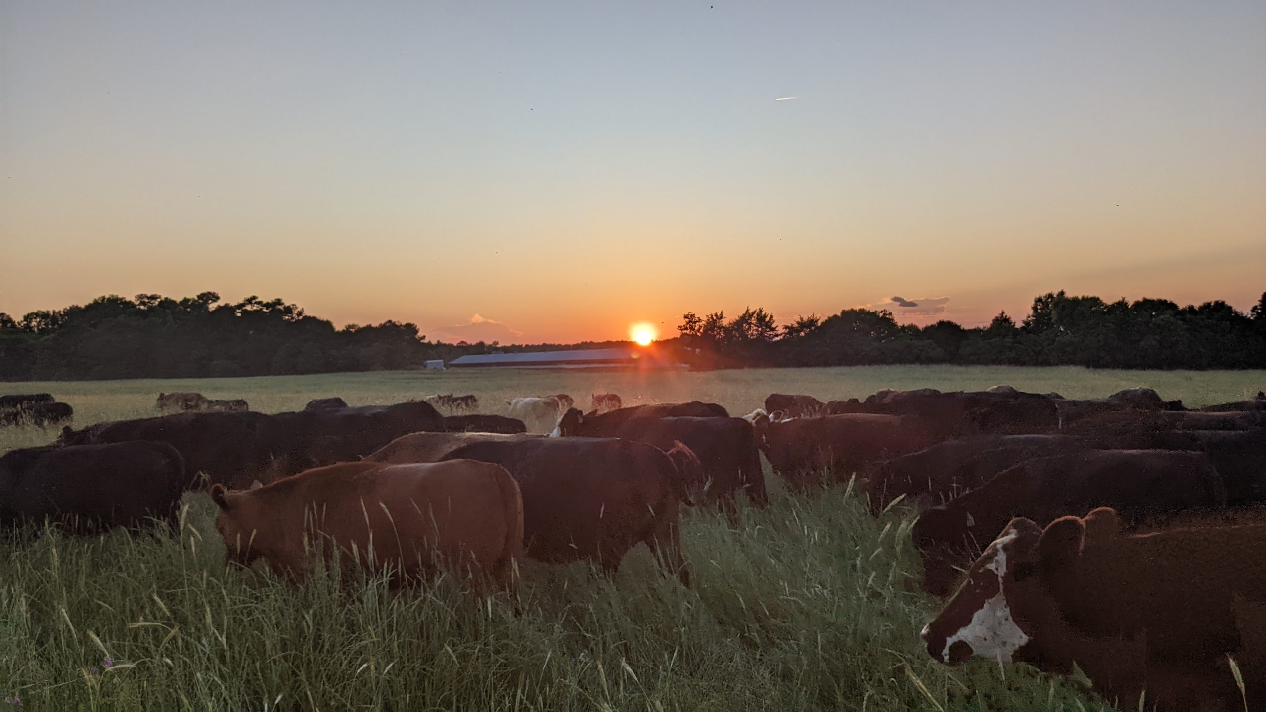 The Many Forms of Encouragement – Pasture Posts #67 – Watson Farms