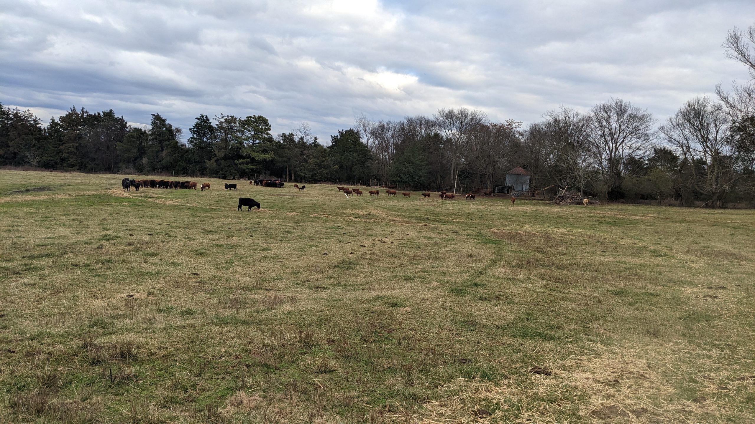 A New Set of Calves! – Pasture Posts #99 – Watson Farms