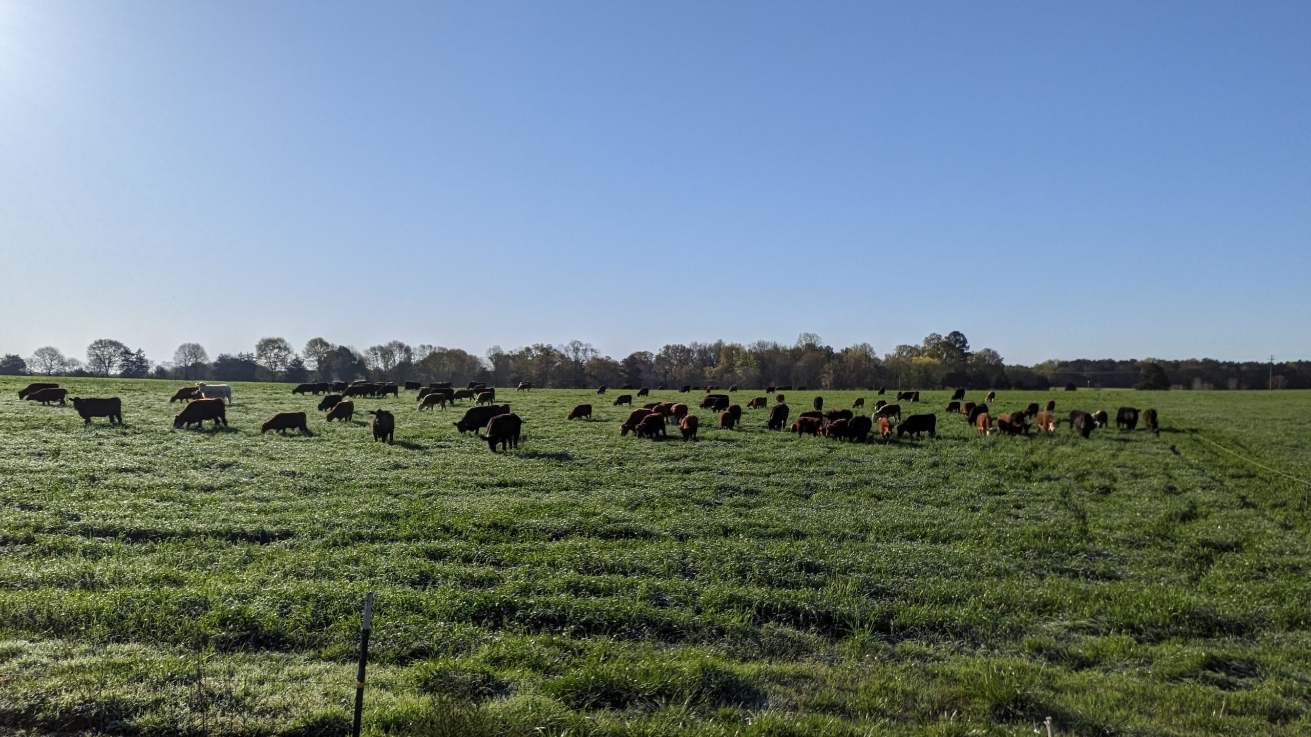 Cattle – Watson Farms