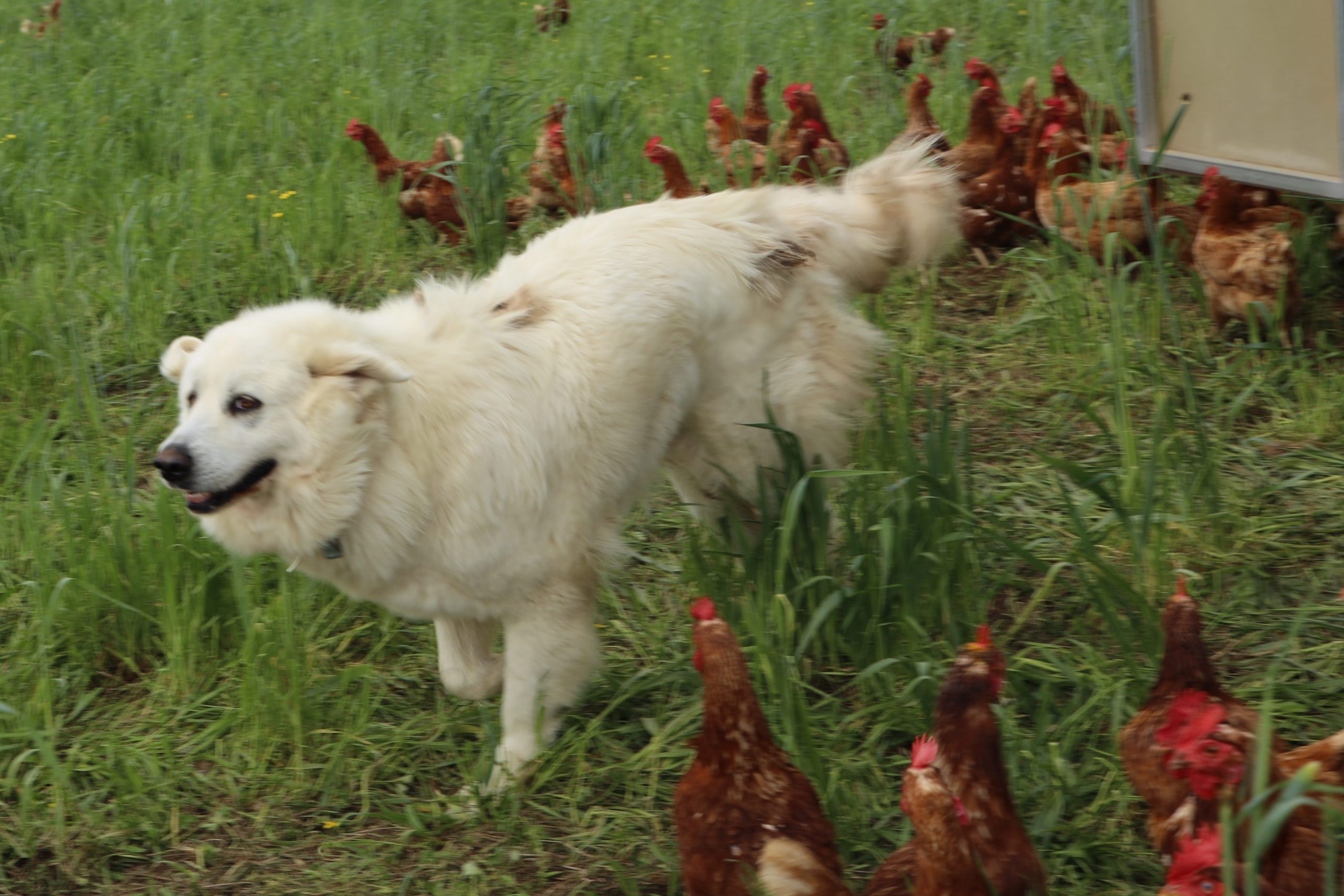 The Guard Dogs of Watson Farms – Pasture Posts #115 – Watson Farms