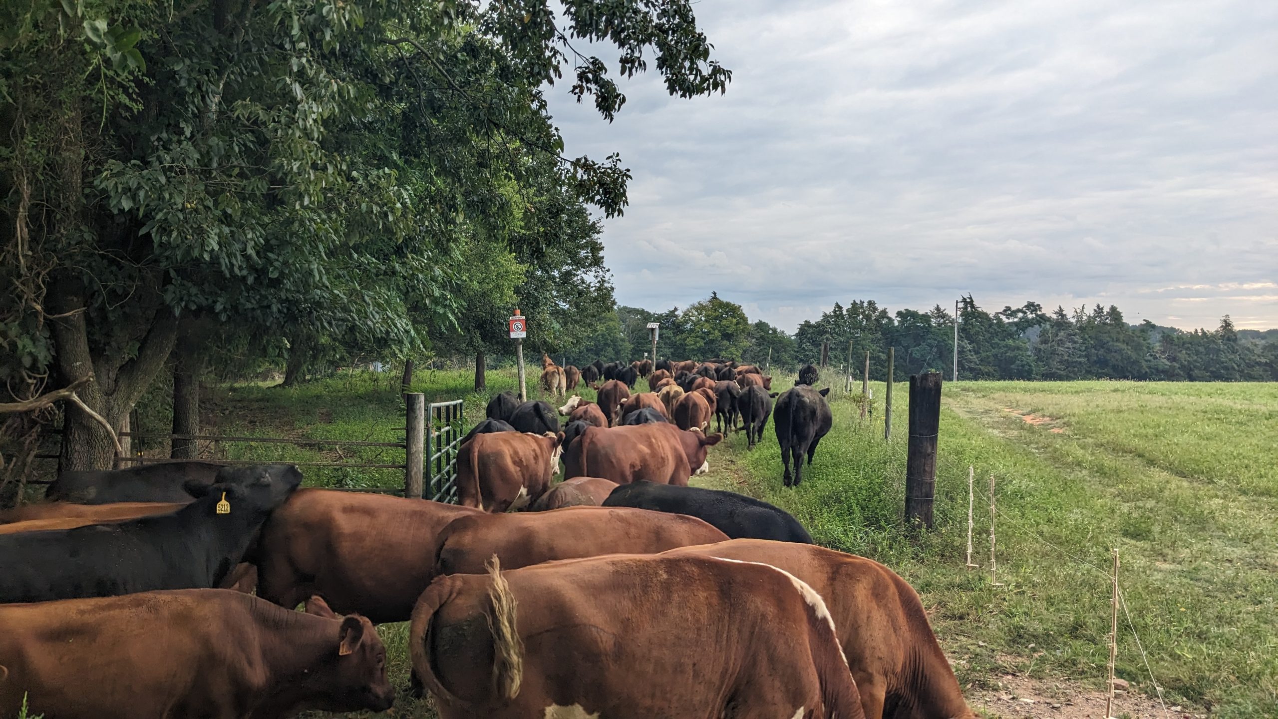Today’s Paddock – Watson Farms