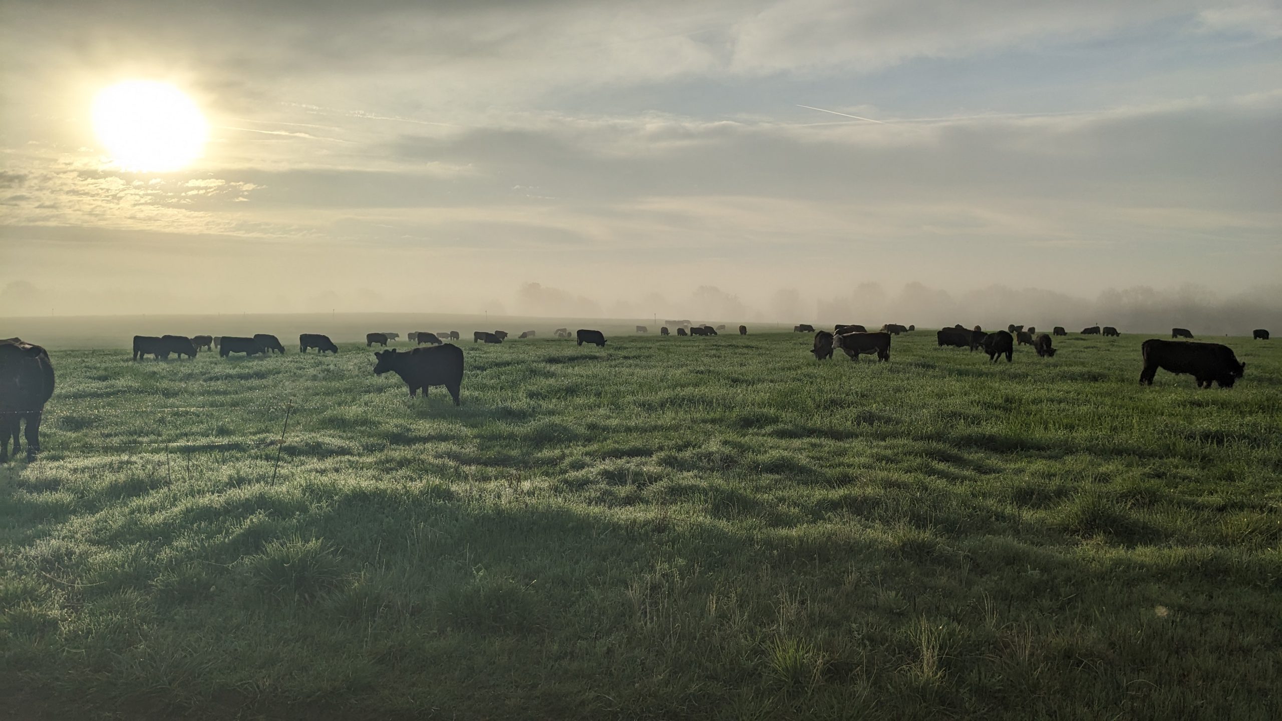 Cattle – Watson Farms