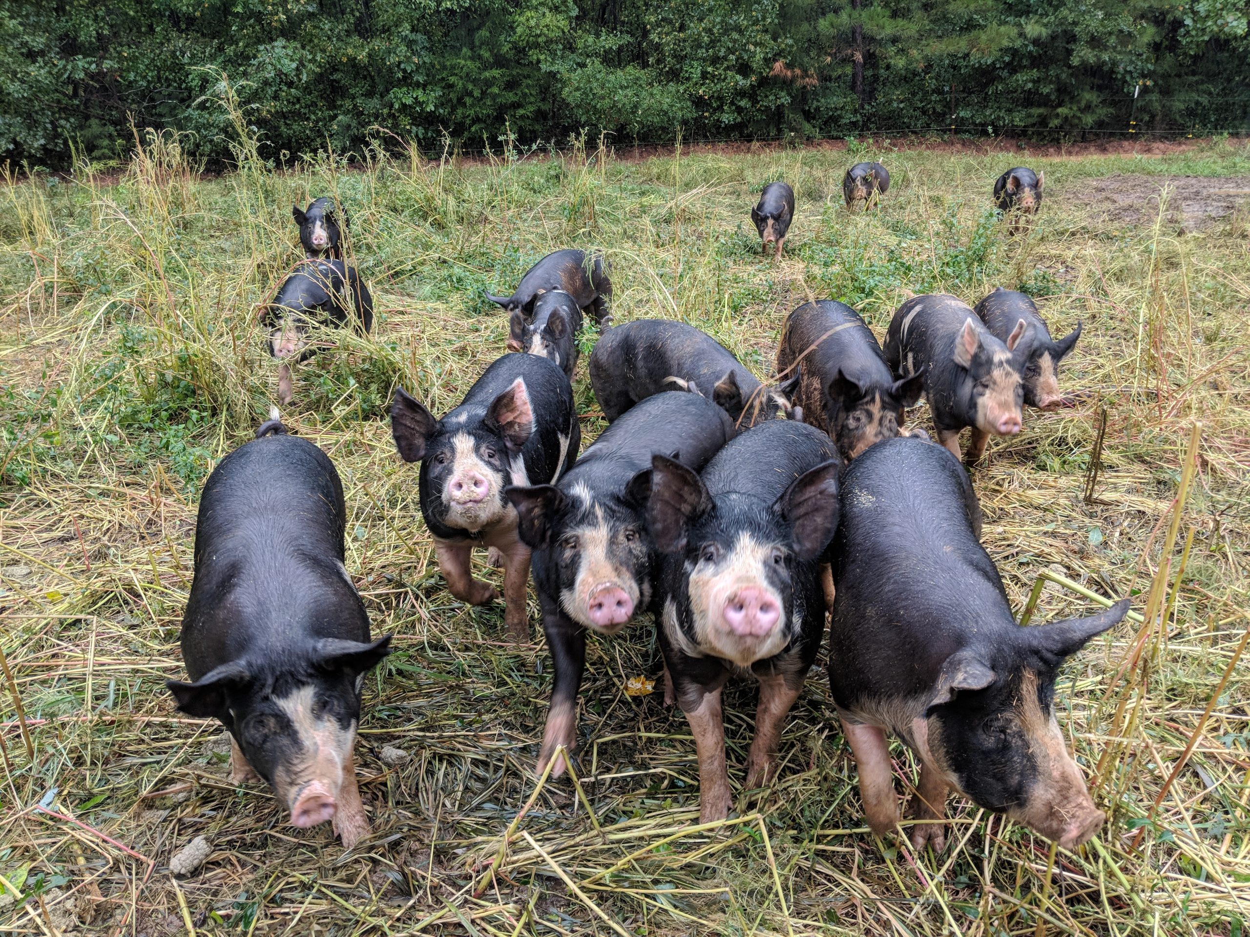 Pasture Posts #247 – Watson Farms